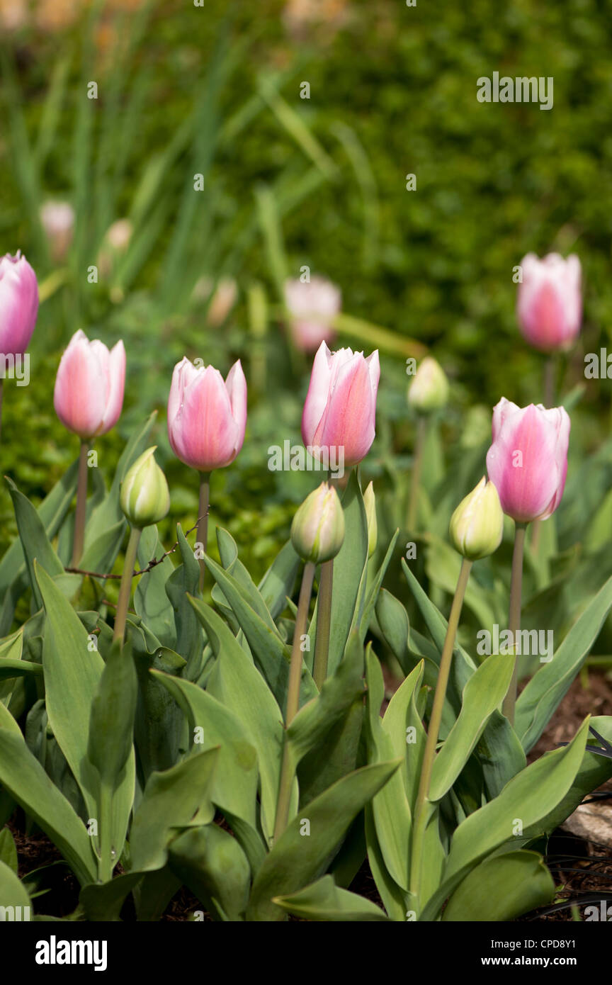 Triumph Tulip 'Gabriella', Triumph Tulip, with buds of Tulipa ‘Mount ...