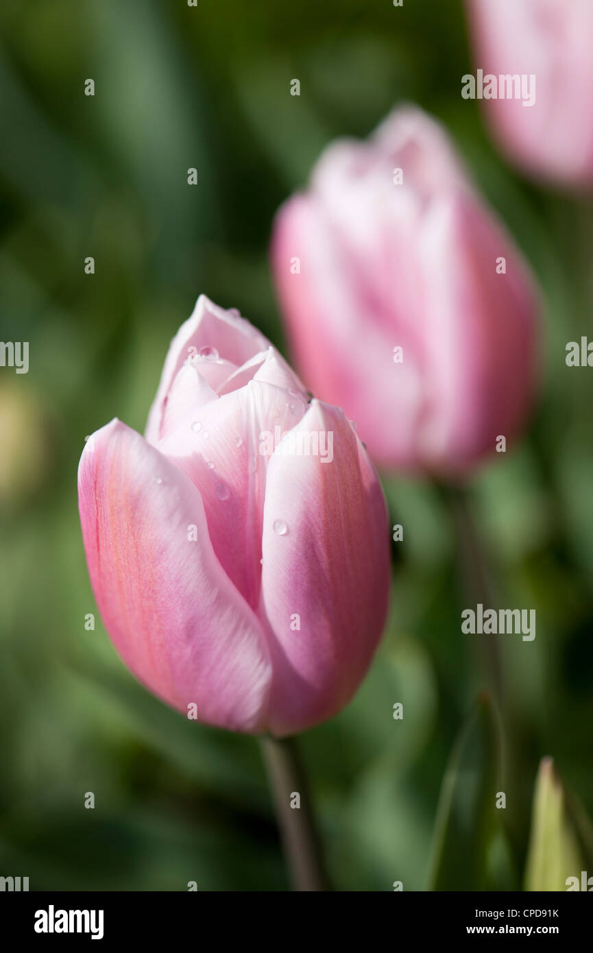 Triumph Tulip 'Gabriella', Triumph Tulip Stock Photo - Alamy