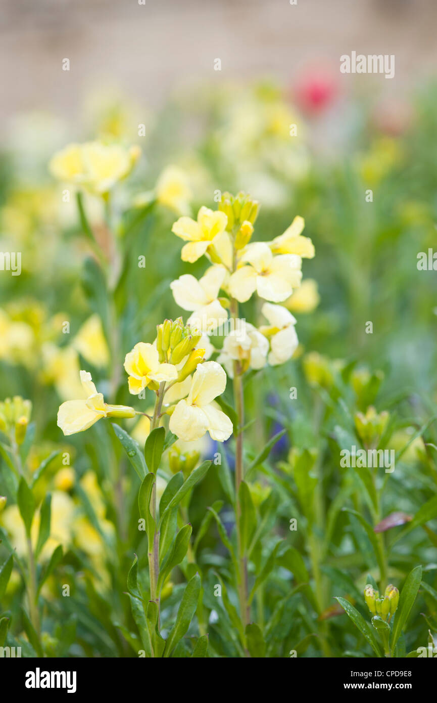 Erysimum 'Ivory White', Wallflowers Stock Photo - Alamy