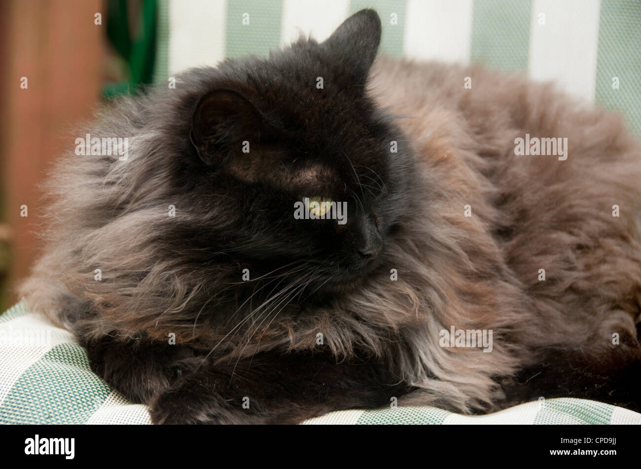 Black Angora Cat High Resolution Stock Photography and Images - Alamy