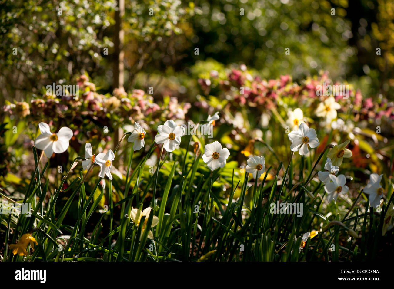 Narcissus poeticus, Poet's or Pheasant's Eye Daffodils Stock Photo - Alamy