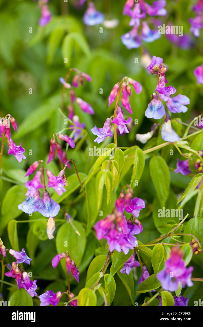 Everlasting Pea, Lathyrus latifolius Stock Photo - Alamy