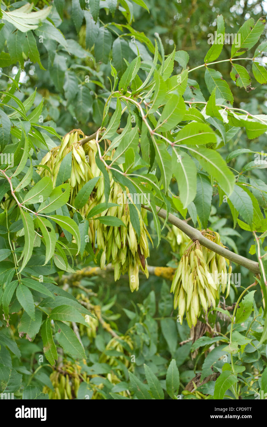 Ash Keys Stock Photos & Ash Keys Stock Images - Alamy