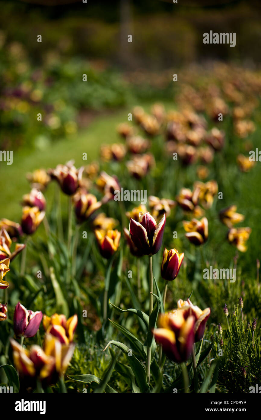 Dark purple triumph tulip hi-res stock photography and images - Alamy