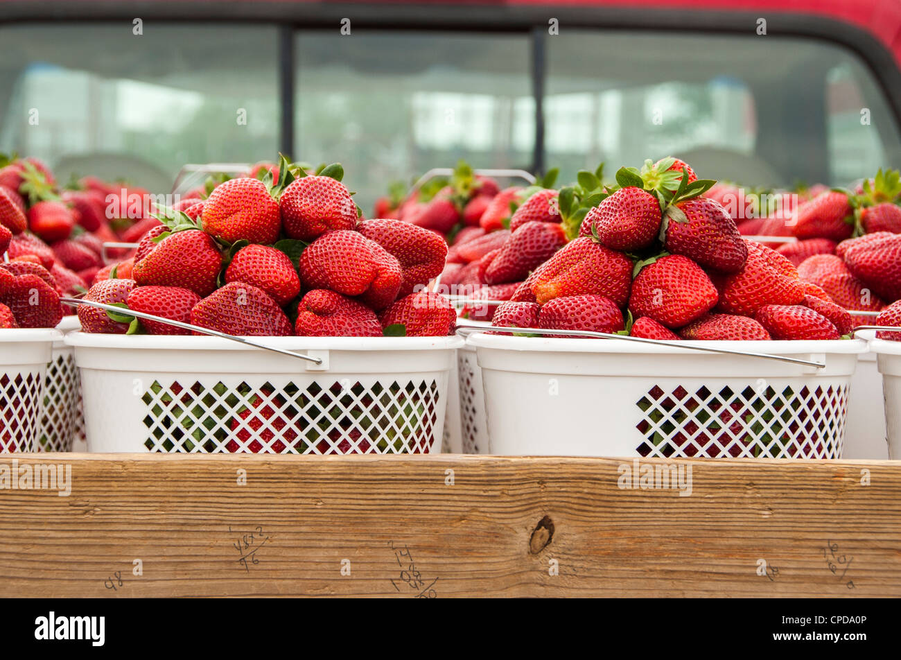 Harvest strawberry harvest organic farm truck hi-res stock photography ...