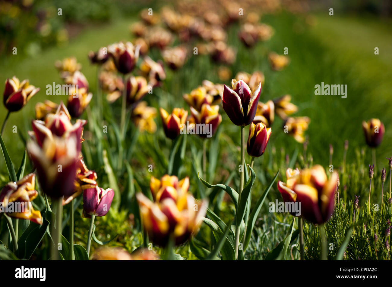 Dark purple triumph tulip hi-res stock photography and images - Alamy