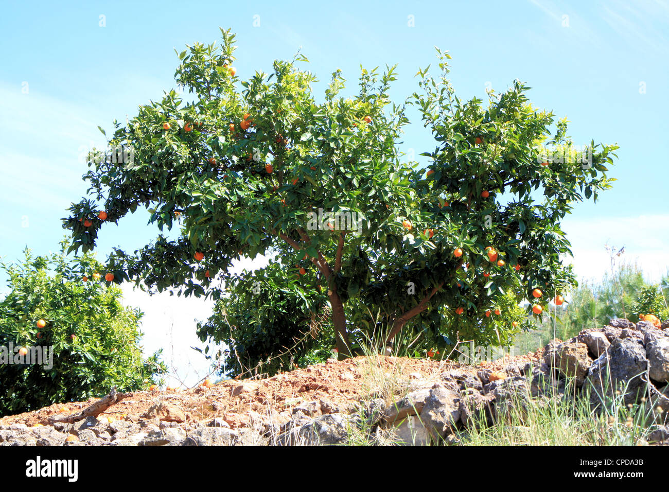 Valencia orange trees hi-res stock photography and images - Alamy