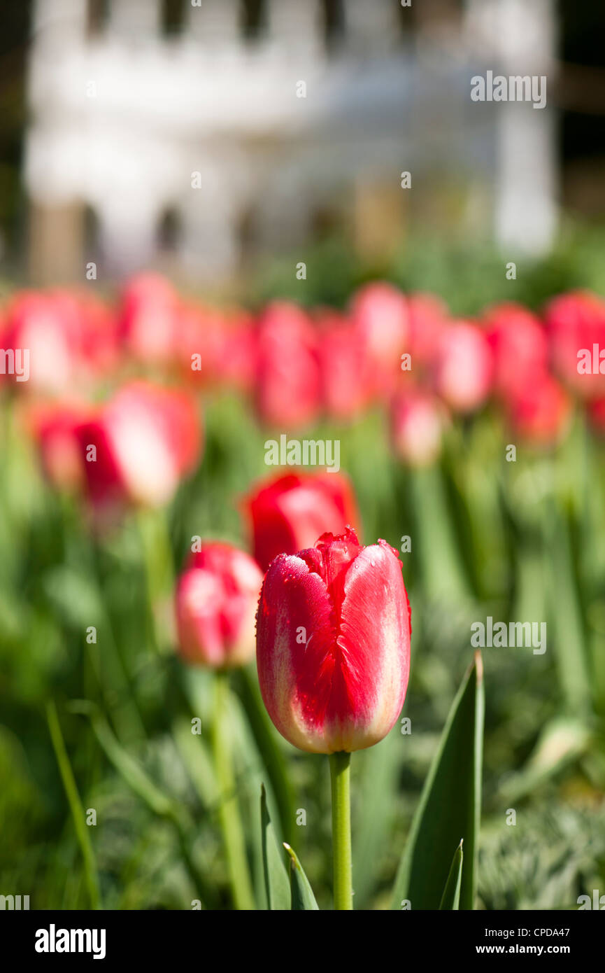 Tulipa ‘Judith Leyster’, Triumph Tulips Stock Photo - Alamy