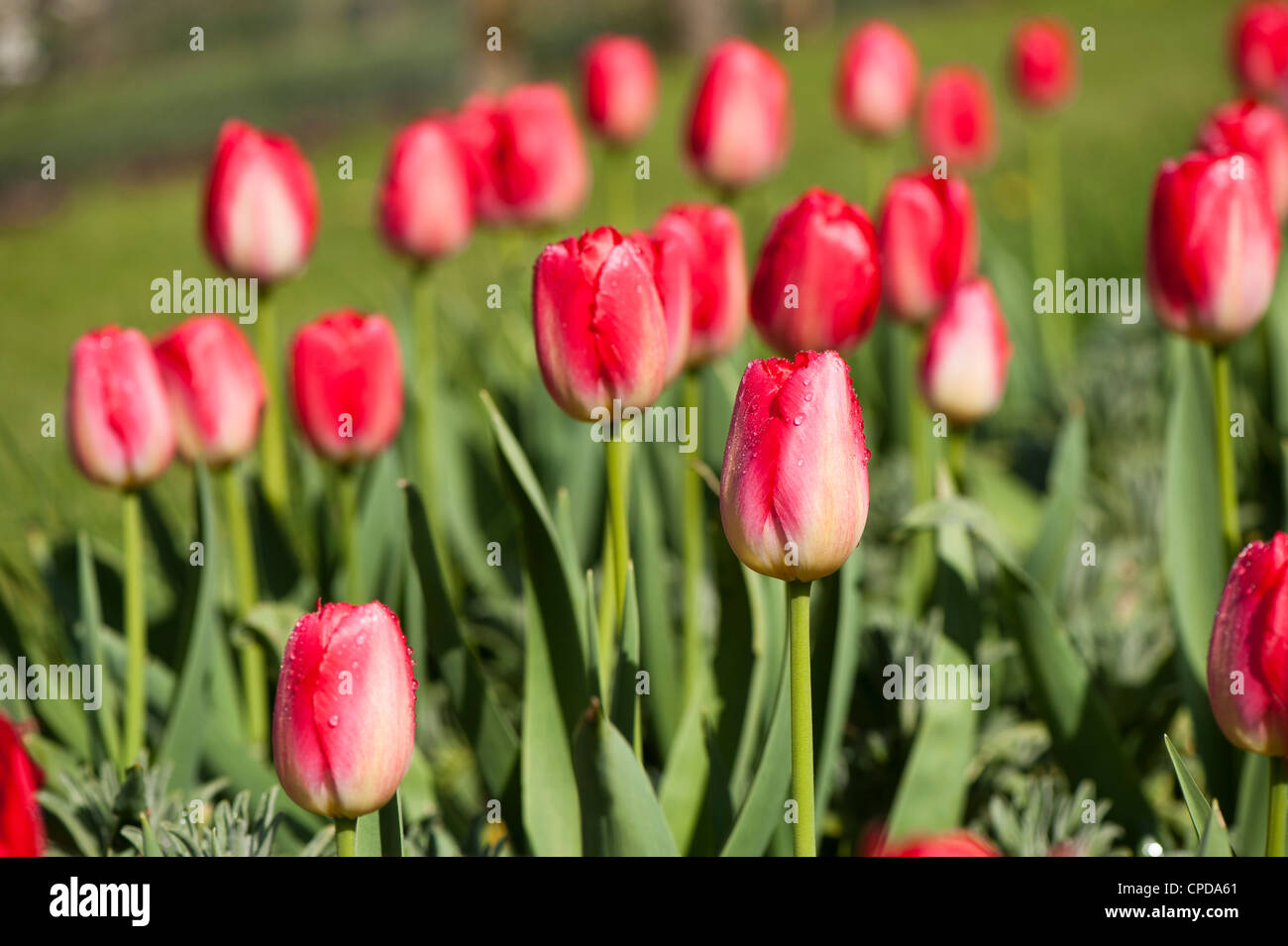 Tulipa judith leyster hi-res stock photography and images - Alamy