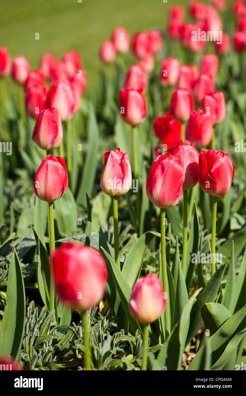 Tulipa judith leyster hi-res stock photography and images - Alamy