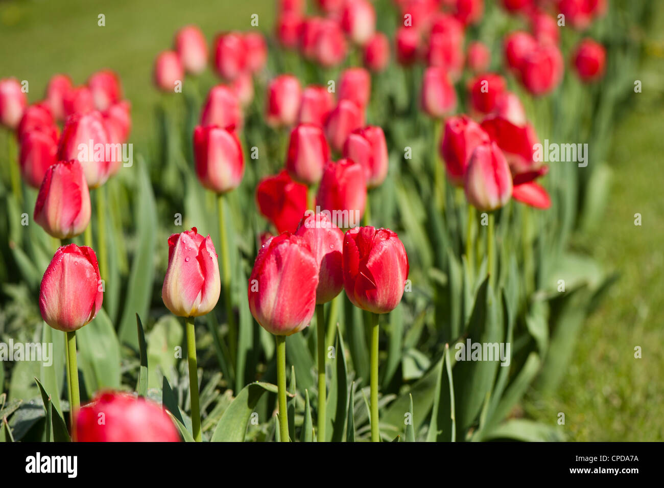 Tulipa ‘Judith Leyster’, Triumph Tulips Stock Photo - Alamy