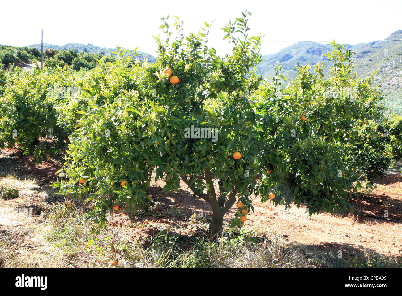 Valencia orange trees hi-res stock photography and images - Alamy