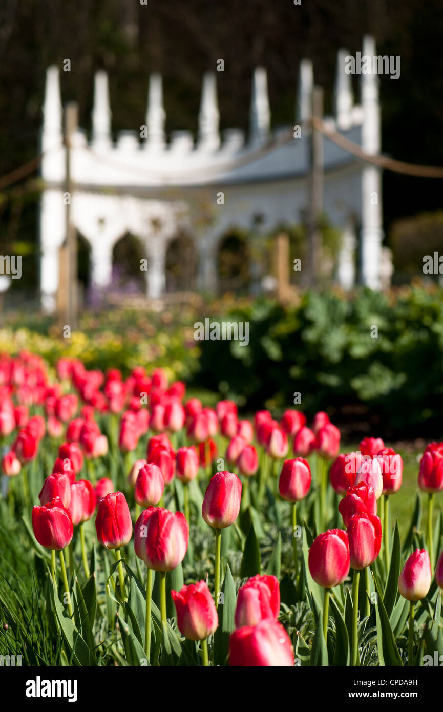 Tulipa ‘Judith Leyster’, Triumph Tulips Stock Photo - Alamy