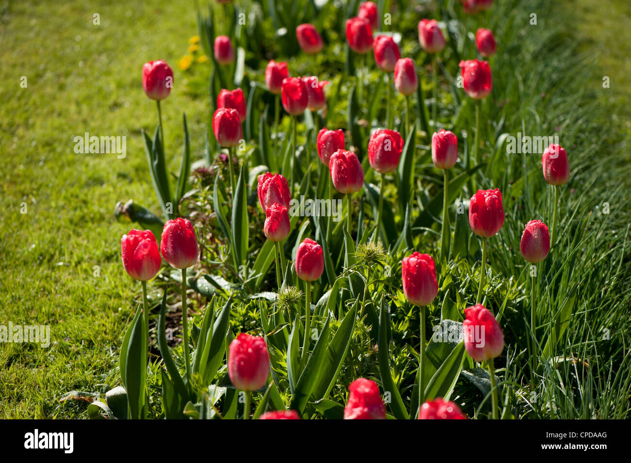 Tulipa judith leyster hi-res stock photography and images - Alamy