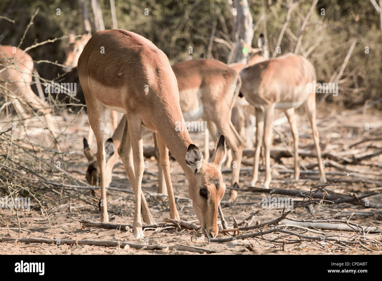 Springbok namib hi-res stock photography and images - Alamy