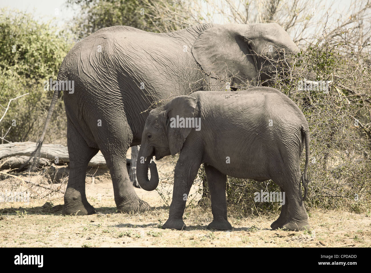 two elephant namibia Stock Photo - Alamy