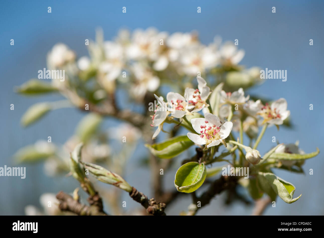 Pear blossom, Pyrus communis 'Warden of Worcester' Stock Photo - Alamy