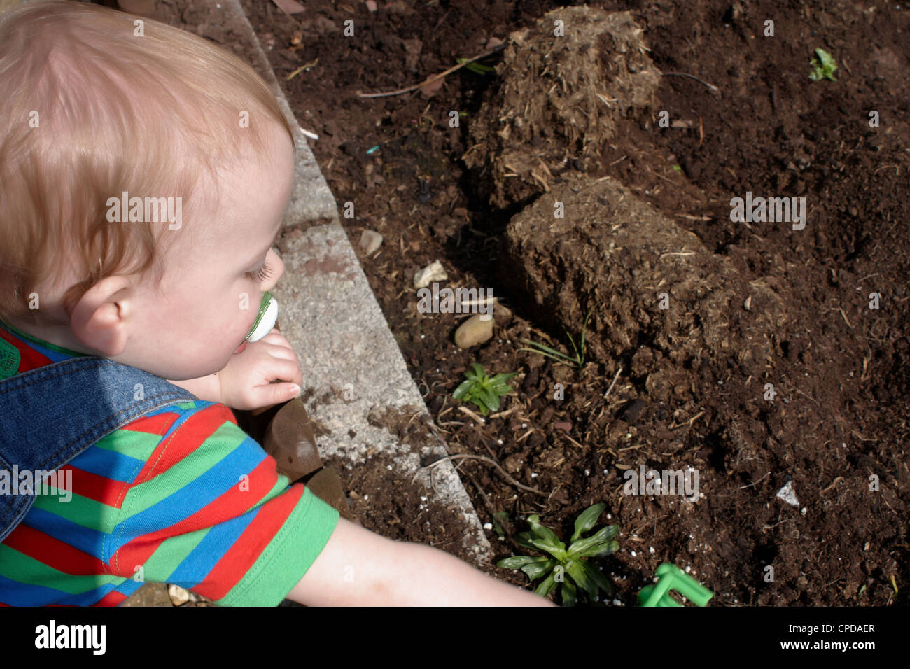 A child exploring in the vegetable patch Stock Photo - Alamy