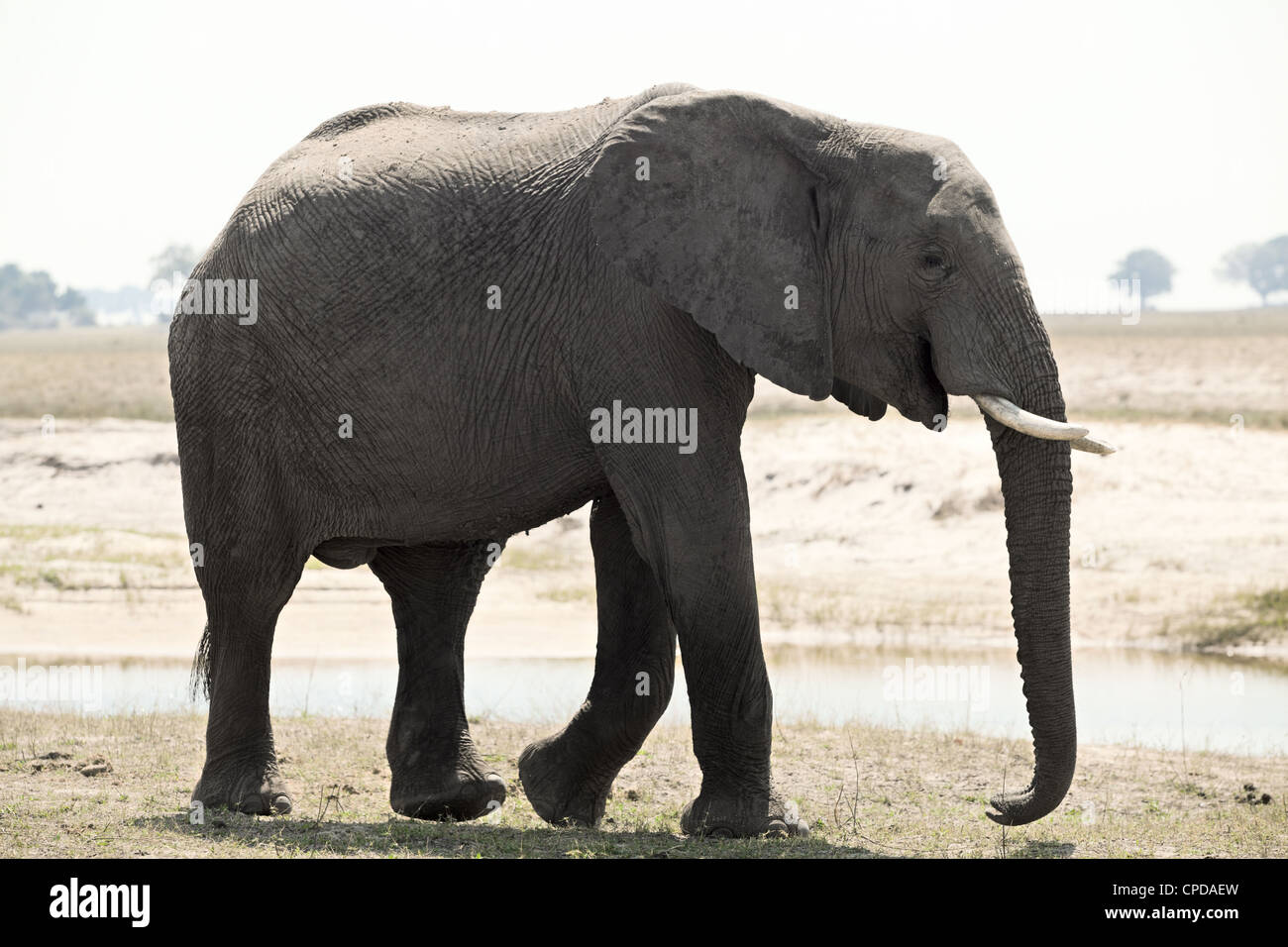 One elephant hi-res stock photography and images - Alamy