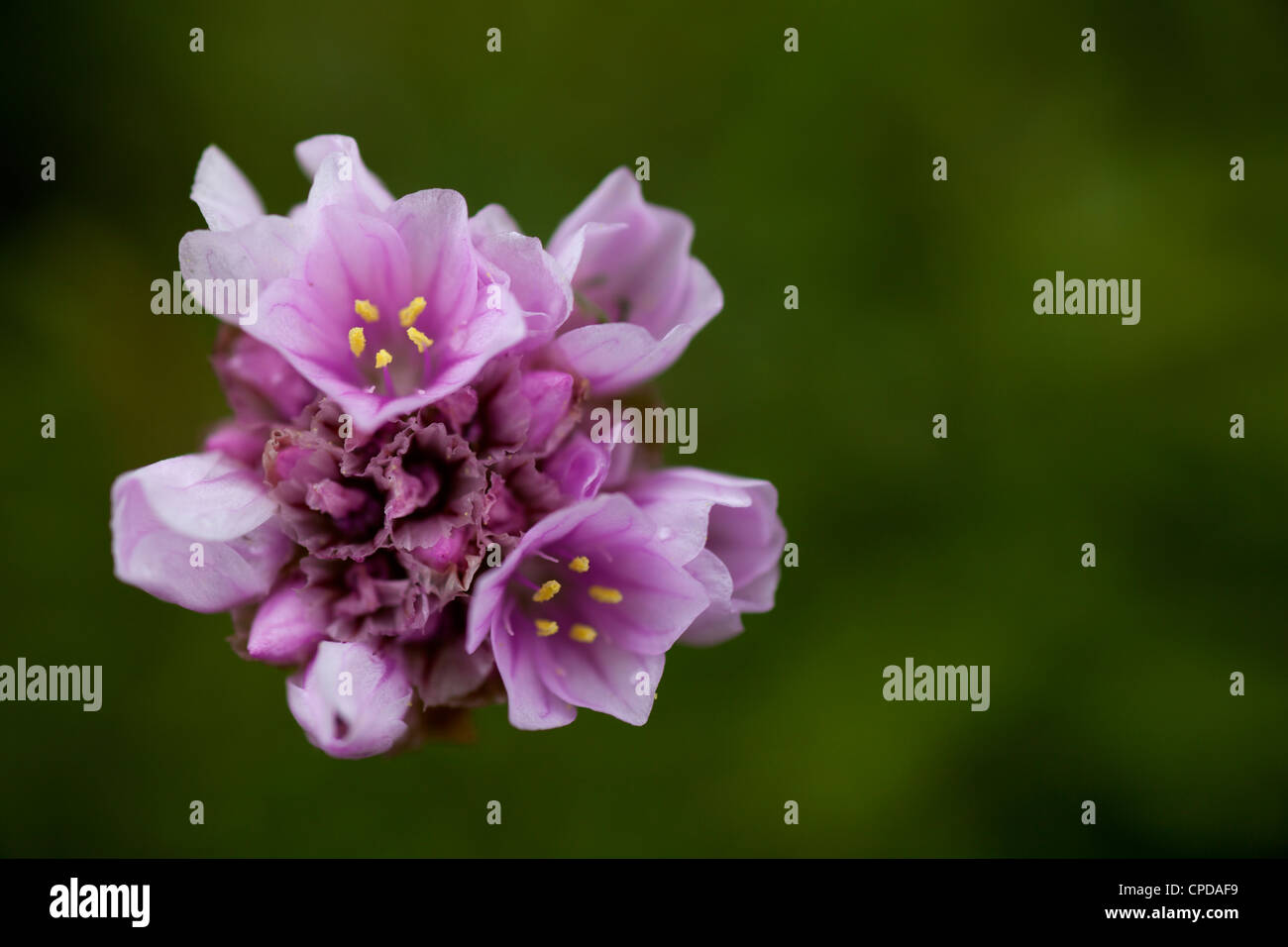 Armeria maritime hi-res stock photography and images - Alamy