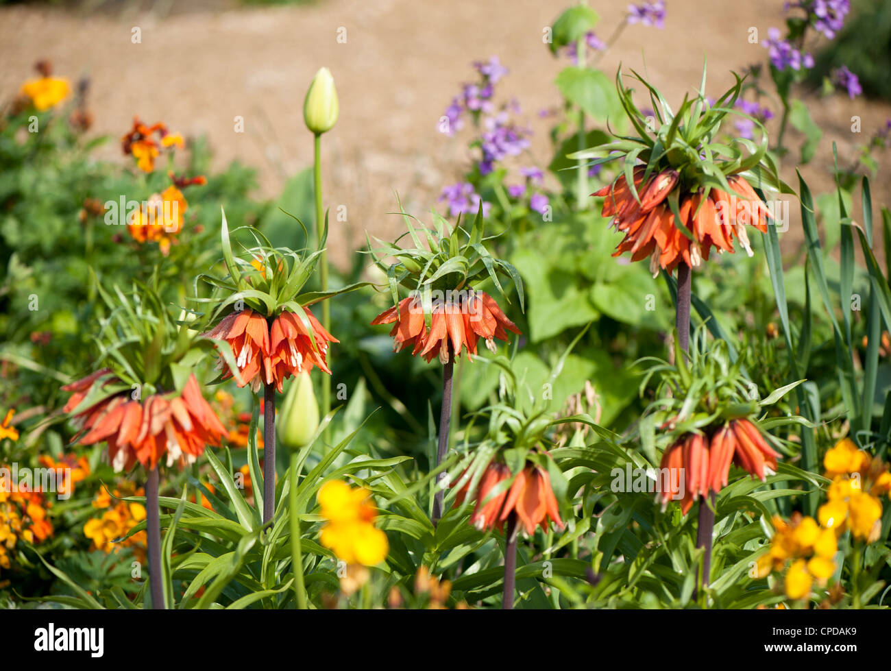 Fritillaria imperialis ‘Aurora’, Crown Imperial Stock Photo - Alamy