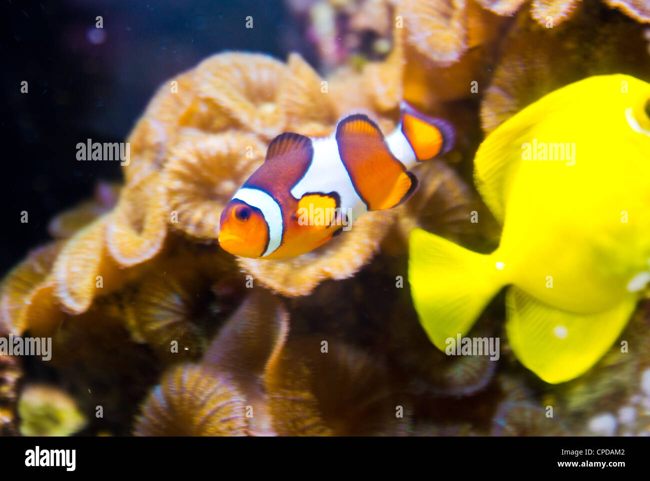 Diver with clown fish hi-res stock photography and images - Alamy