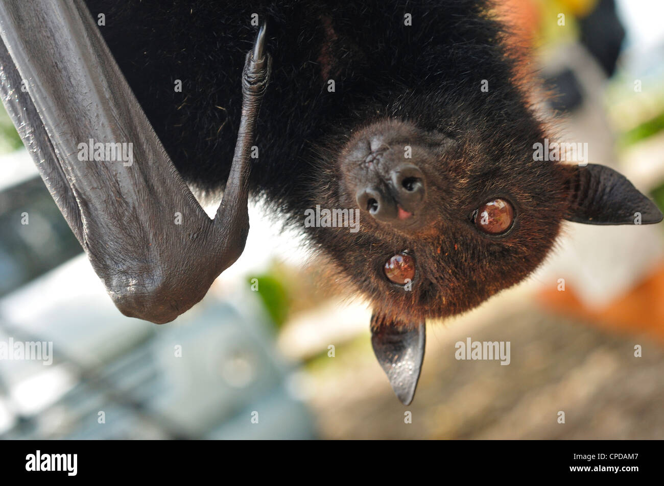 Large Flying Fox, Pteropus vampyrus, Pteropodidae, Bali, Indonesia ...