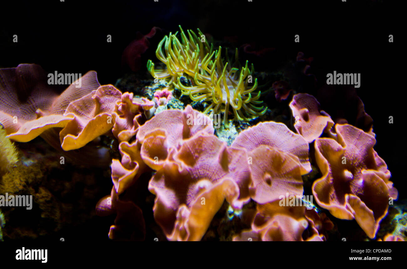 Coral balls hi-res stock photography and images - Alamy