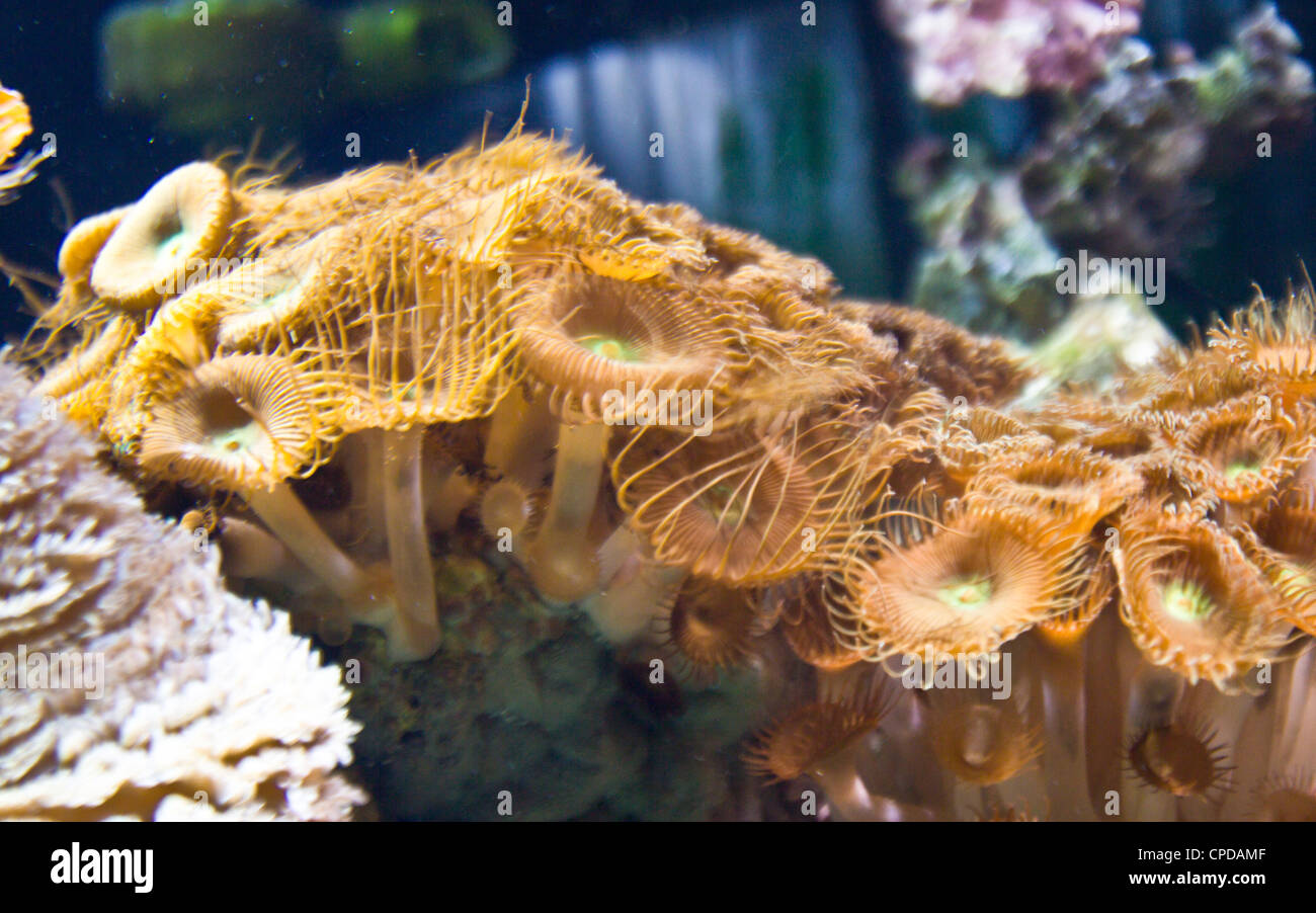 Coral balls hi-res stock photography and images - Alamy