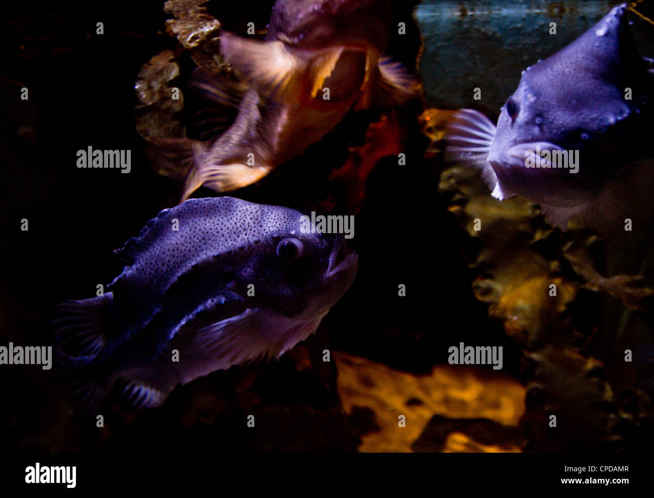 Fish tank bubbles hi-res stock photography and images - Alamy