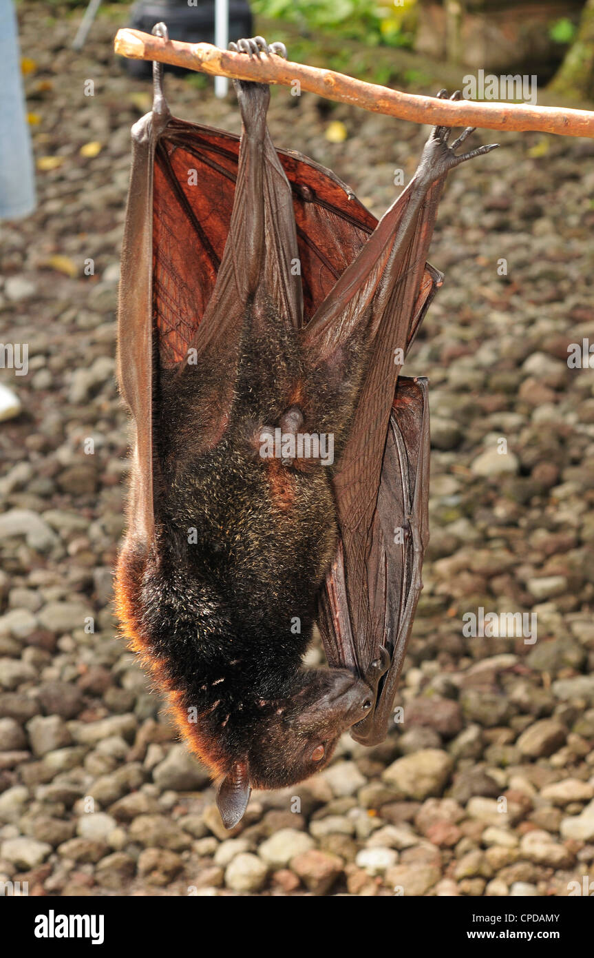 Large Flying Fox, Pteropus vampyrus, Pteropodidae, Bali, Indonesia ...