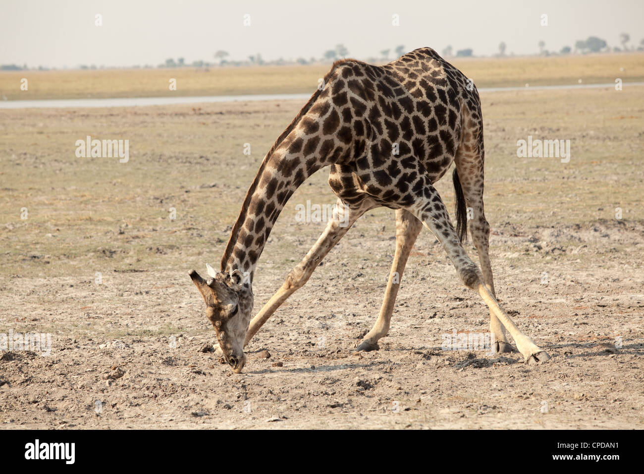 giraffe heating, namibia africa Stock Photo - Alamy