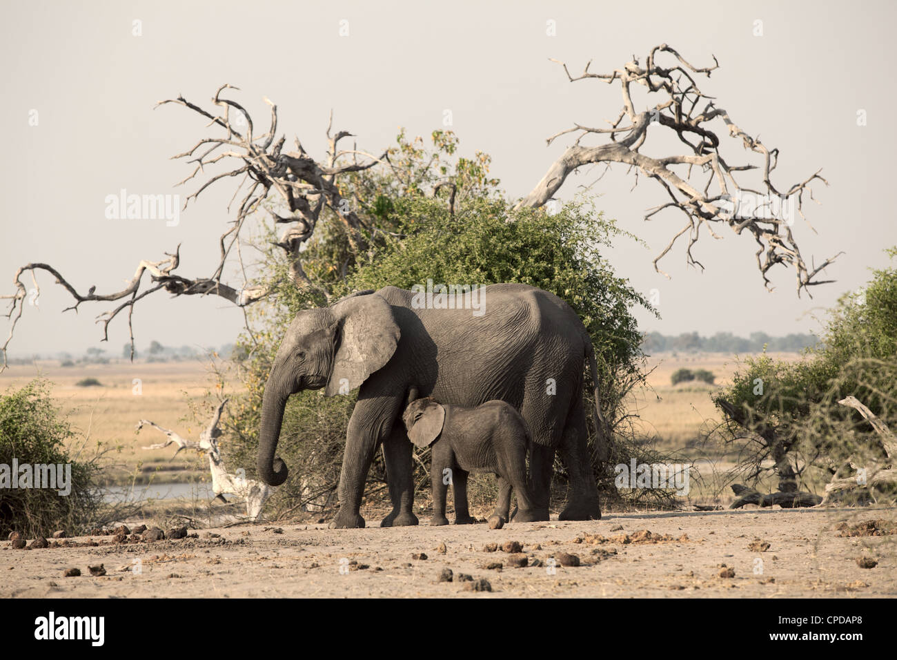 Old elephant and young elephant hi-res stock photography and images - Alamy