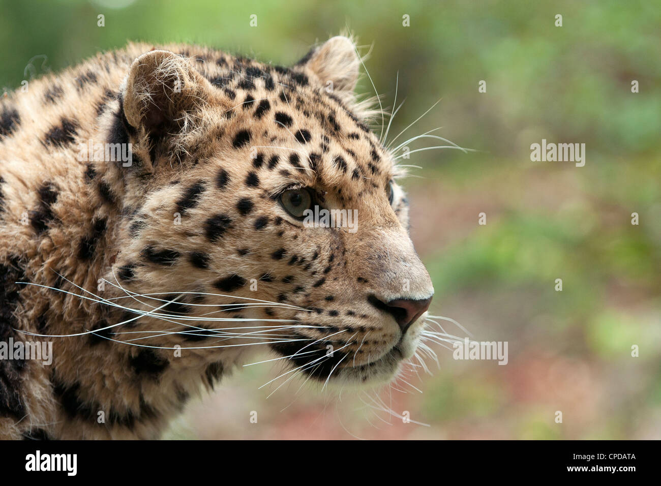 Male Amur leopard (profile Stock Photo - Alamy