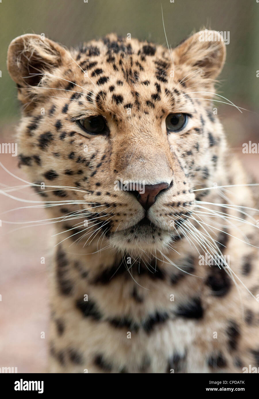 Male Amur leopard (head shot Stock Photo - Alamy