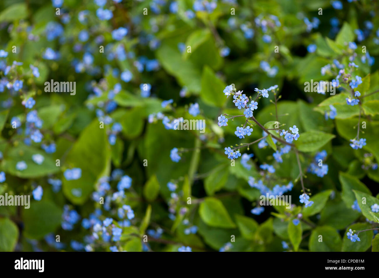 Brunnera macrophylla, Siberian bugloss or False forget-me-not Stock ...