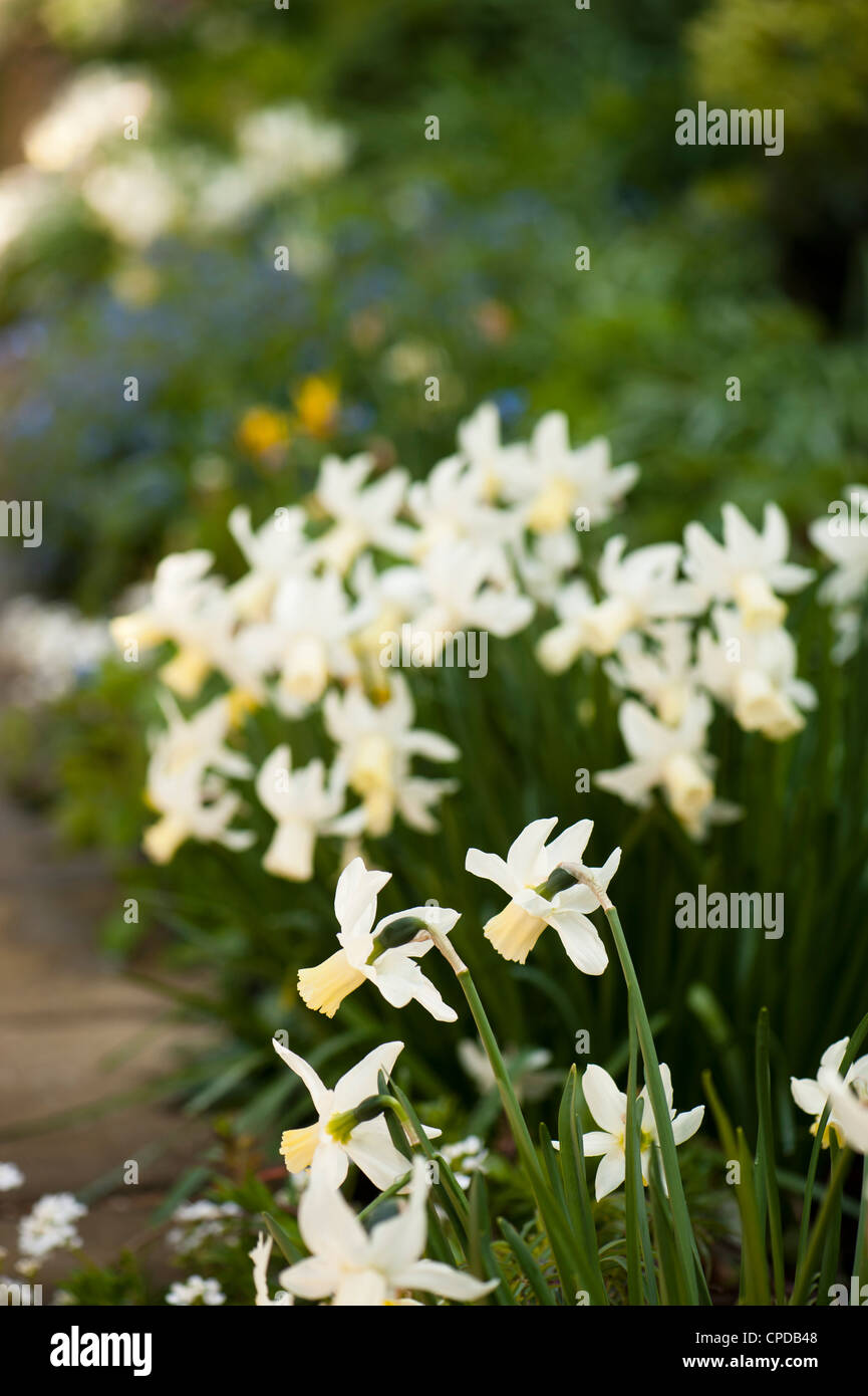 Narcissus cyclamineus ‘Jenny’, Daffodils in spring Stock Photo - Alamy