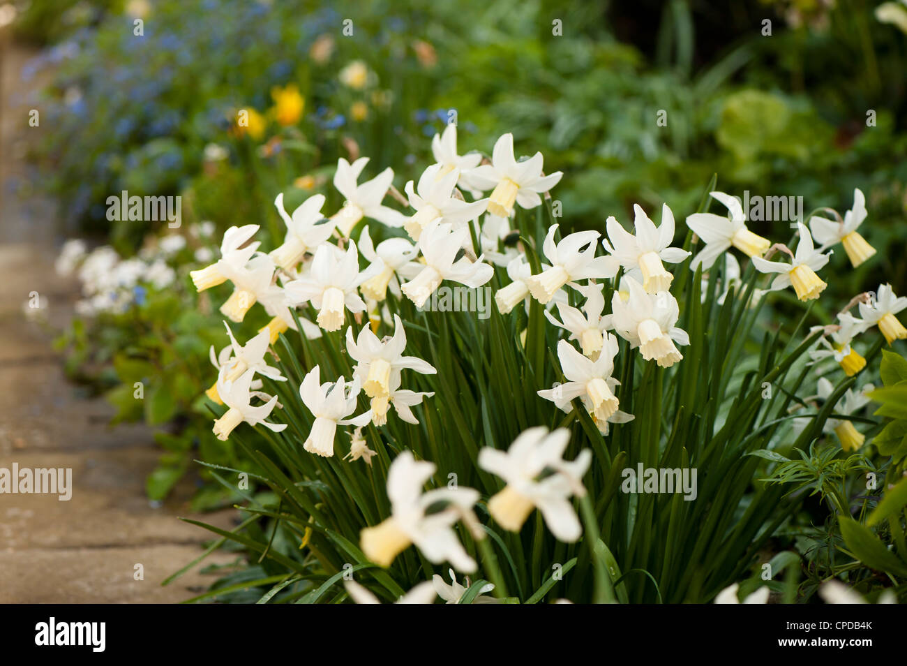 Daffodil narcissus jenny flowers hi-res stock photography and images ...