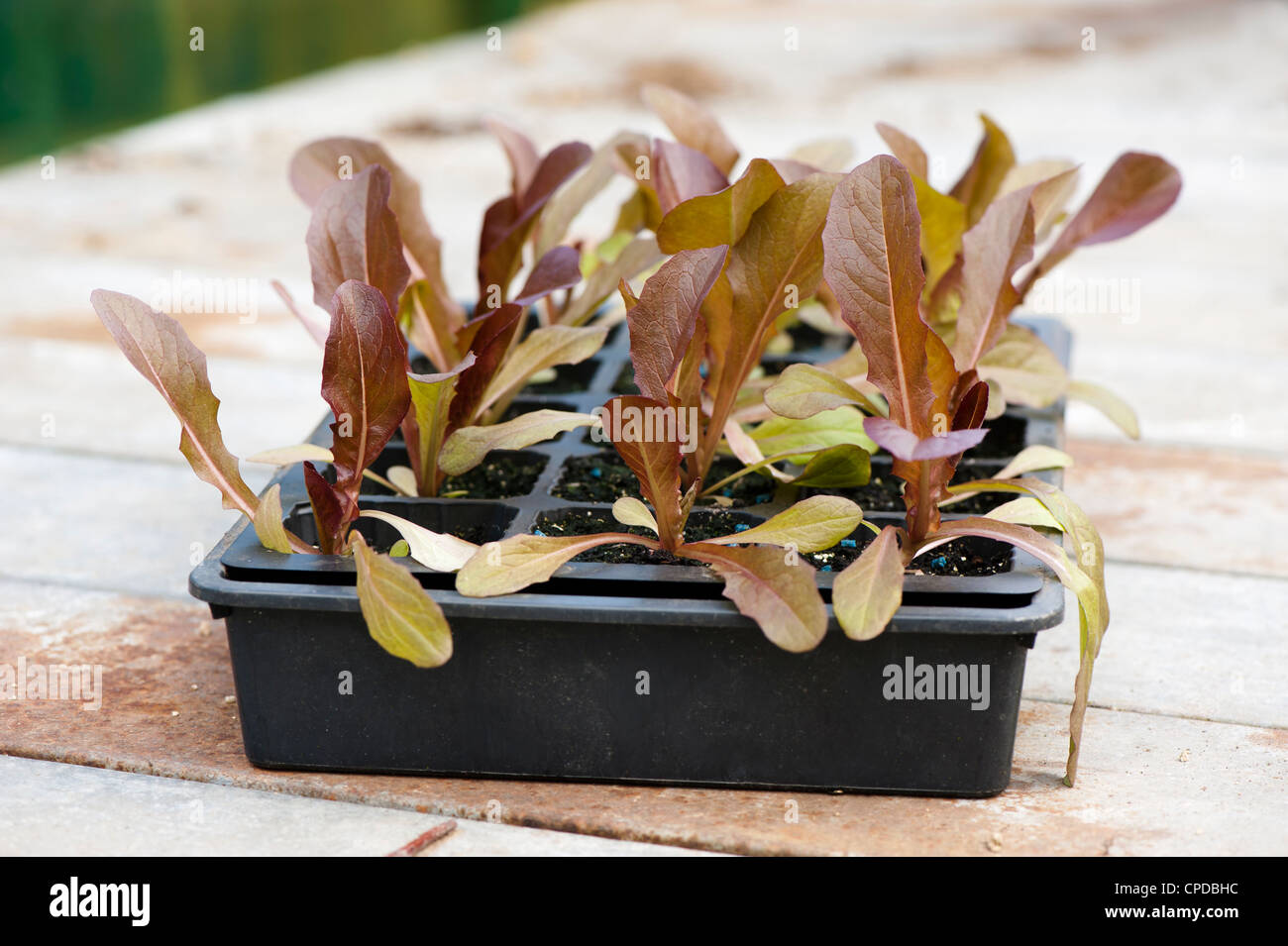 Lactuca sativa seed hi-res stock photography and images - Alamy