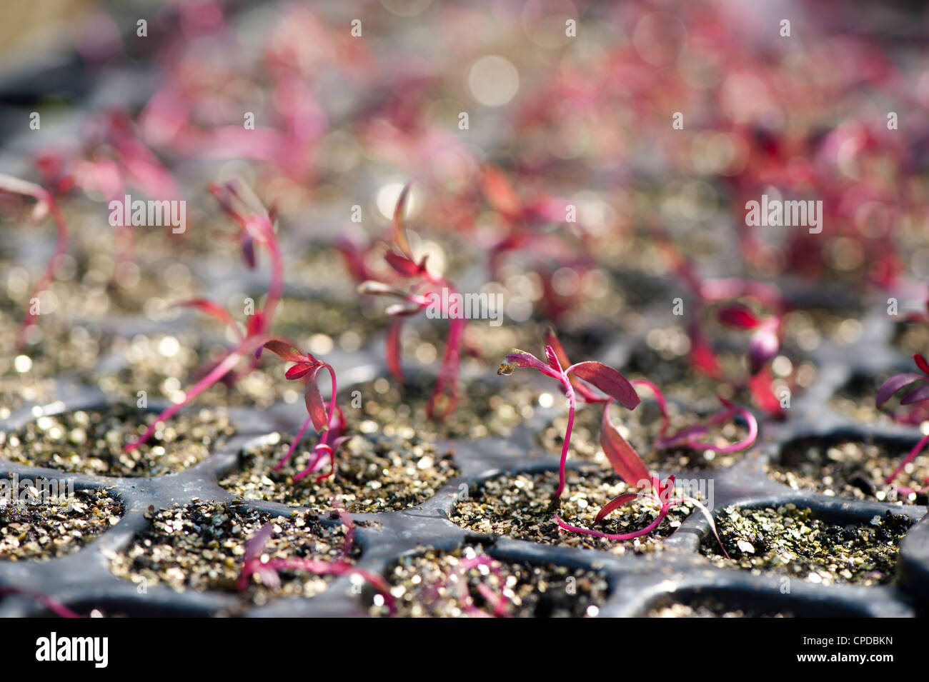 Amaranthus tricolor red army hi-res stock photography and images - Alamy