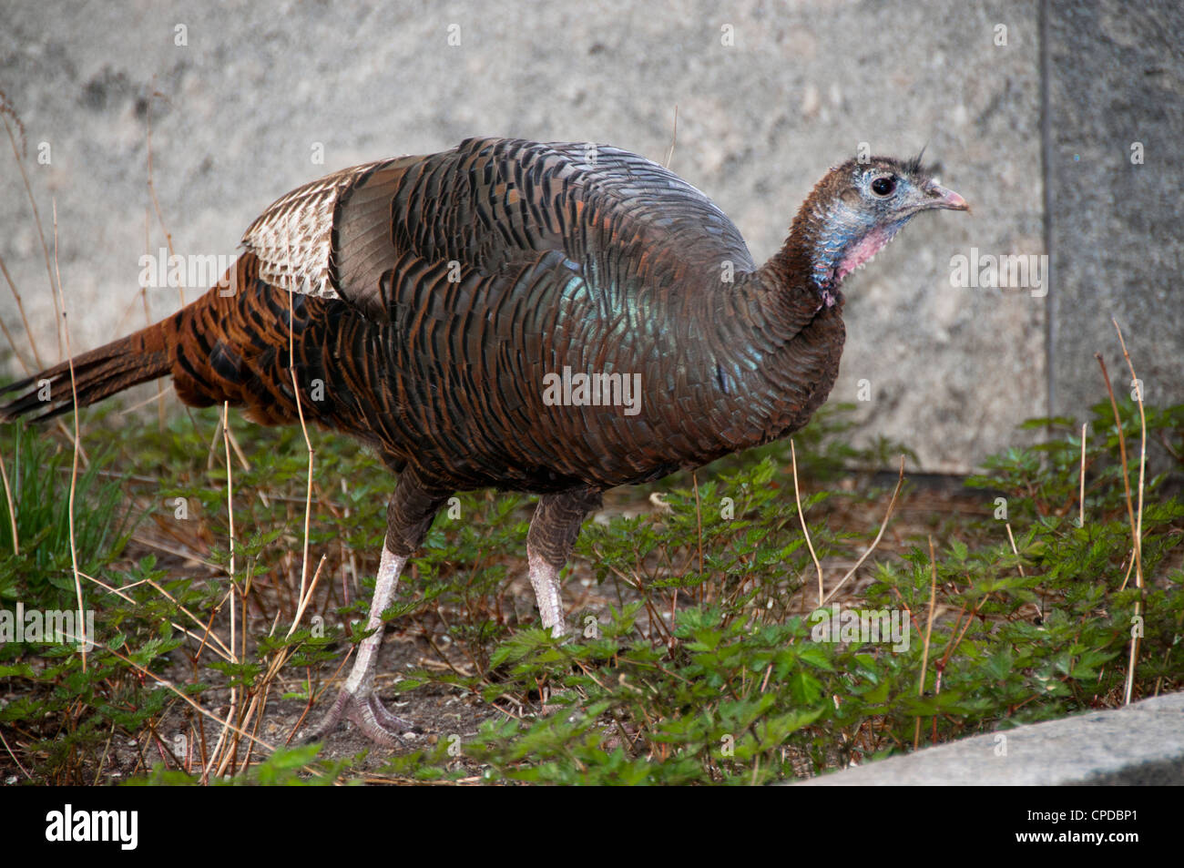 domesticated female turkey Stock Photo - Alamy