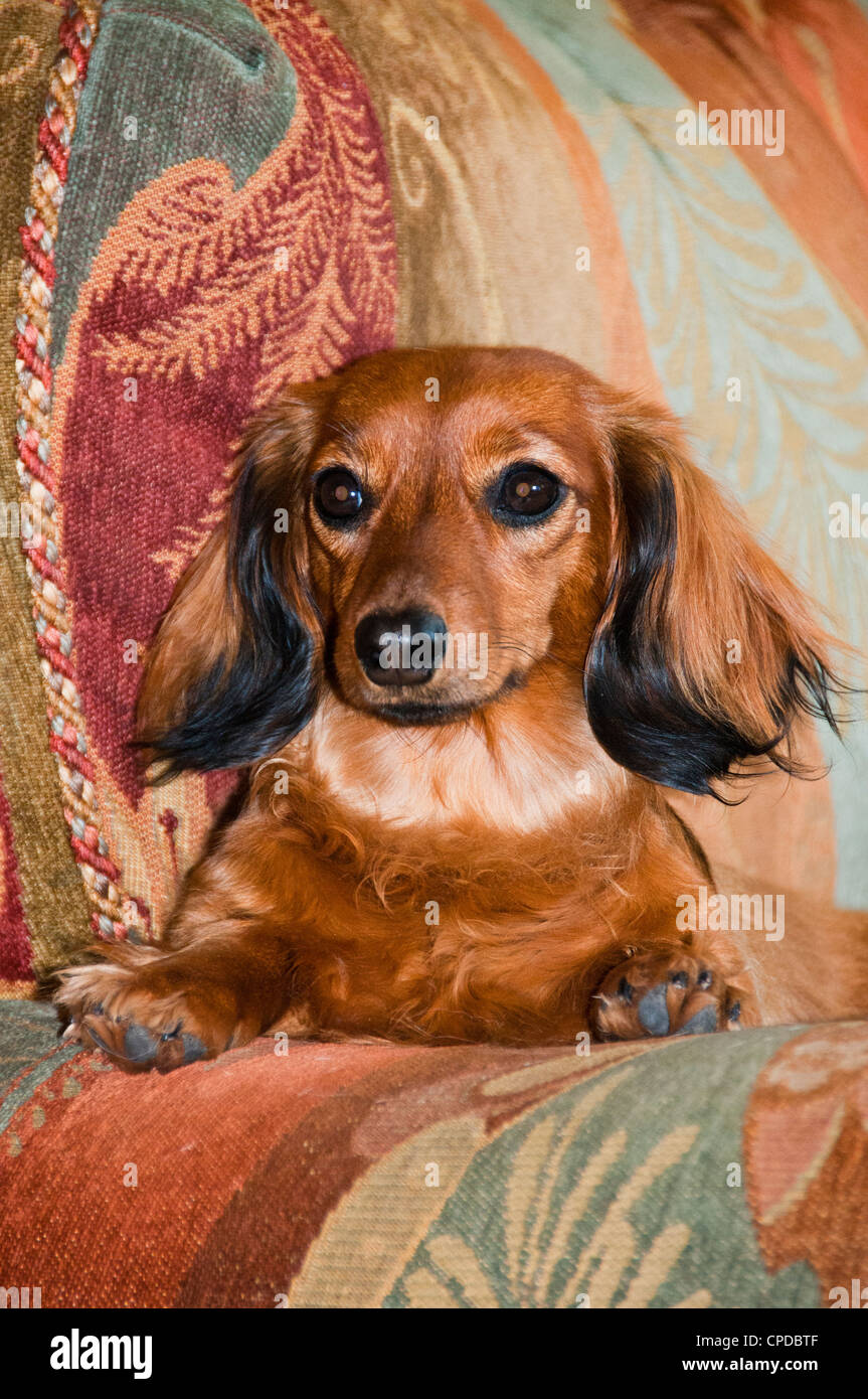 Dachshund face hi-res stock photography and images - Alamy