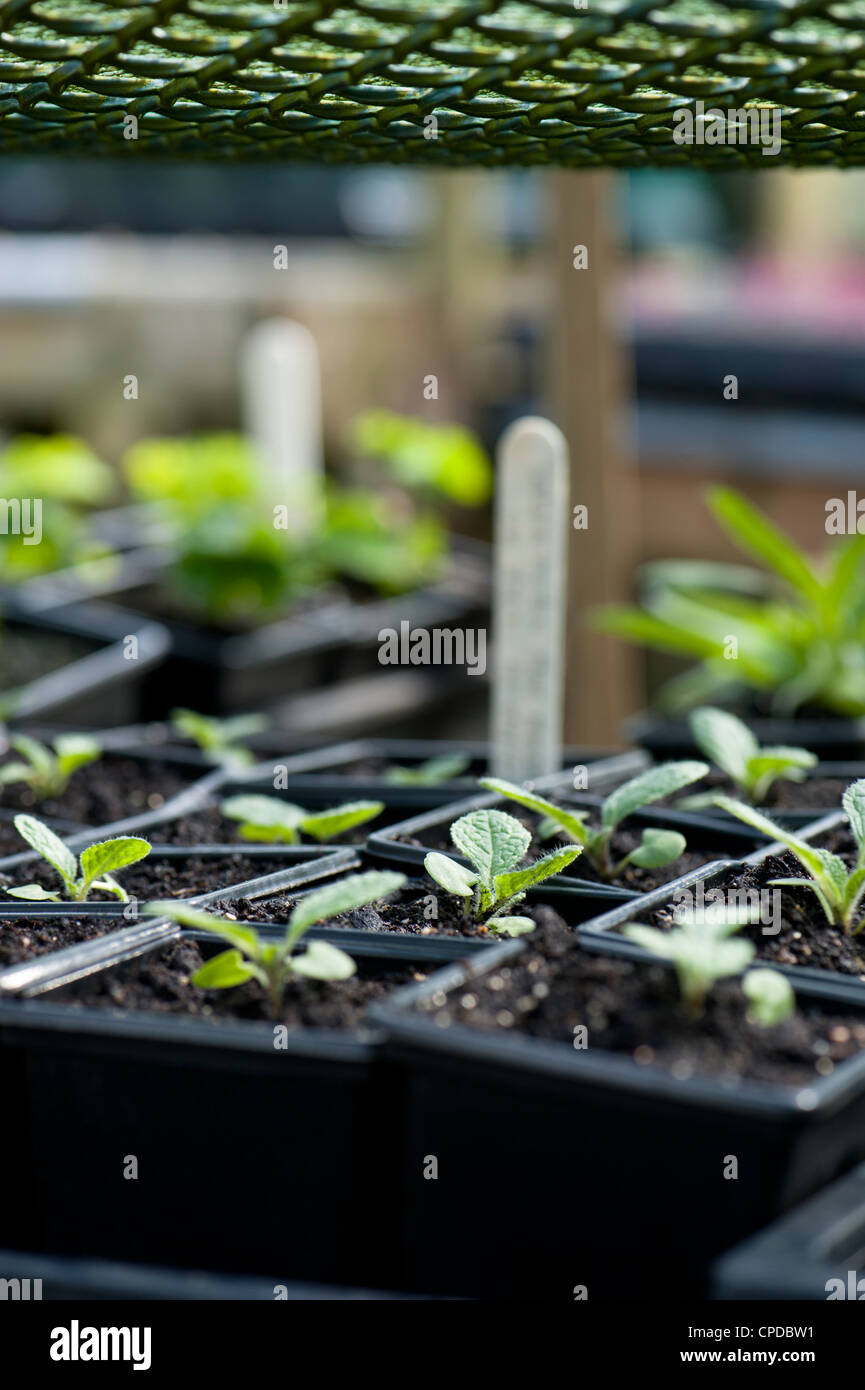 Sage seedling hi-res stock photography and images - Alamy