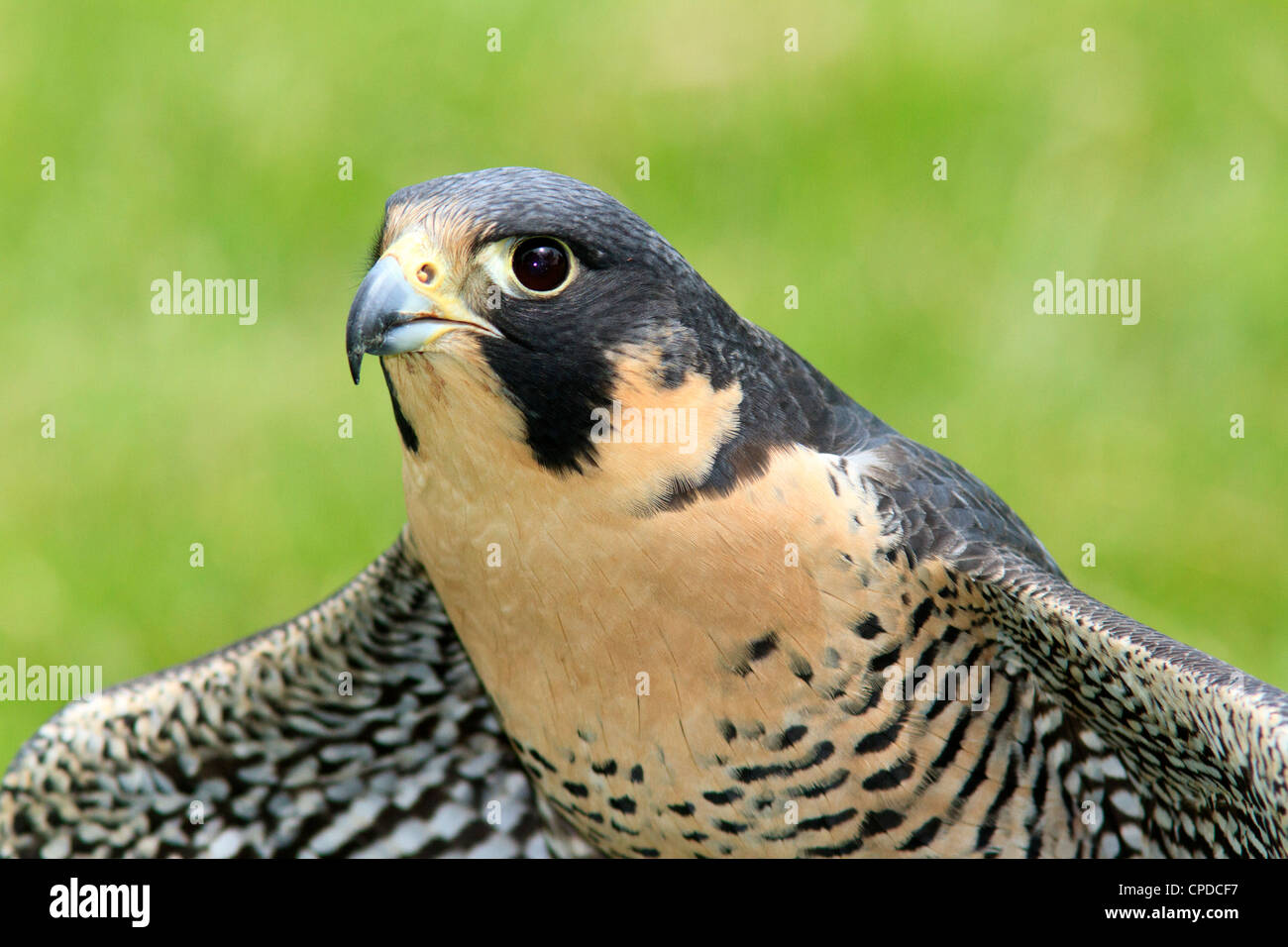 Peregrine Falcon (Falco peregrinus Stock Photo - Alamy
