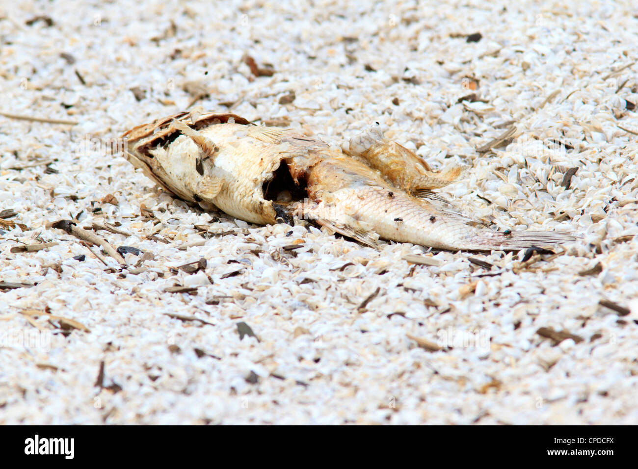 Rotten carcass hi-res stock photography and images - Alamy