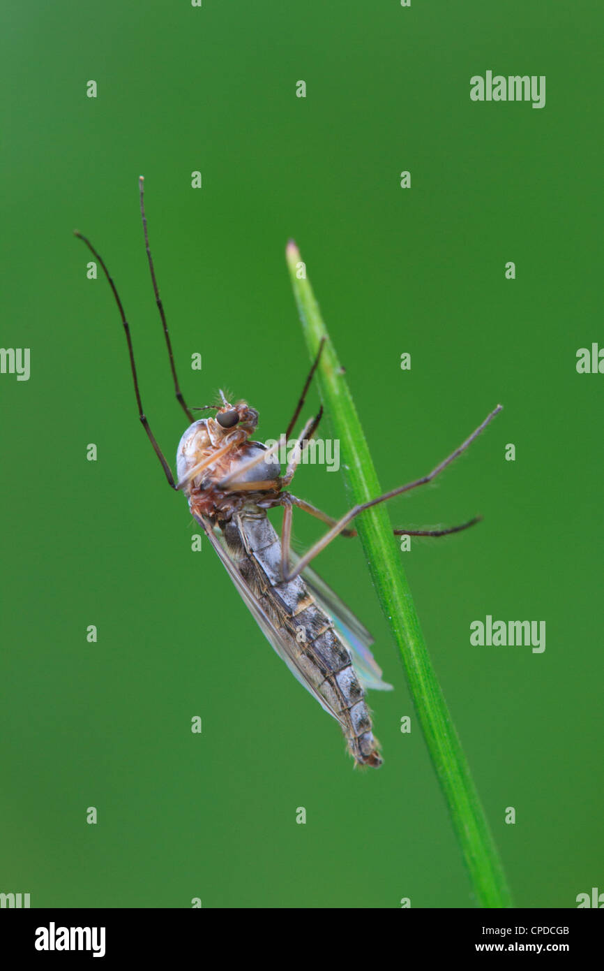 Chironomus species hi-res stock photography and images - Alamy