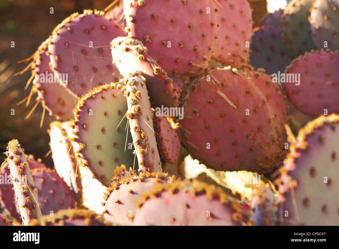Beautiful Succulent Cactus Plants Stock Photo - Alamy