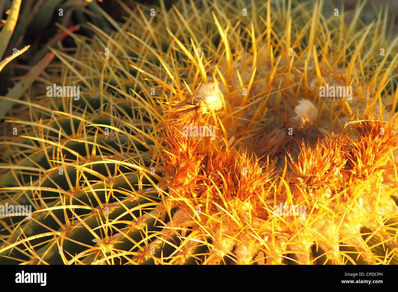 Beautiful Succulent Cactus Plants Stock Photo - Alamy