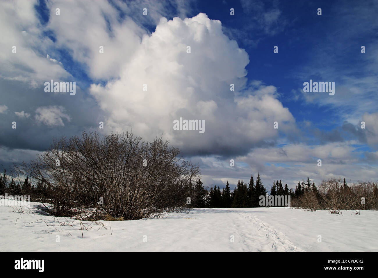 Large cloud in rural Alaska with snow, alder bushes, and spruce trees ...