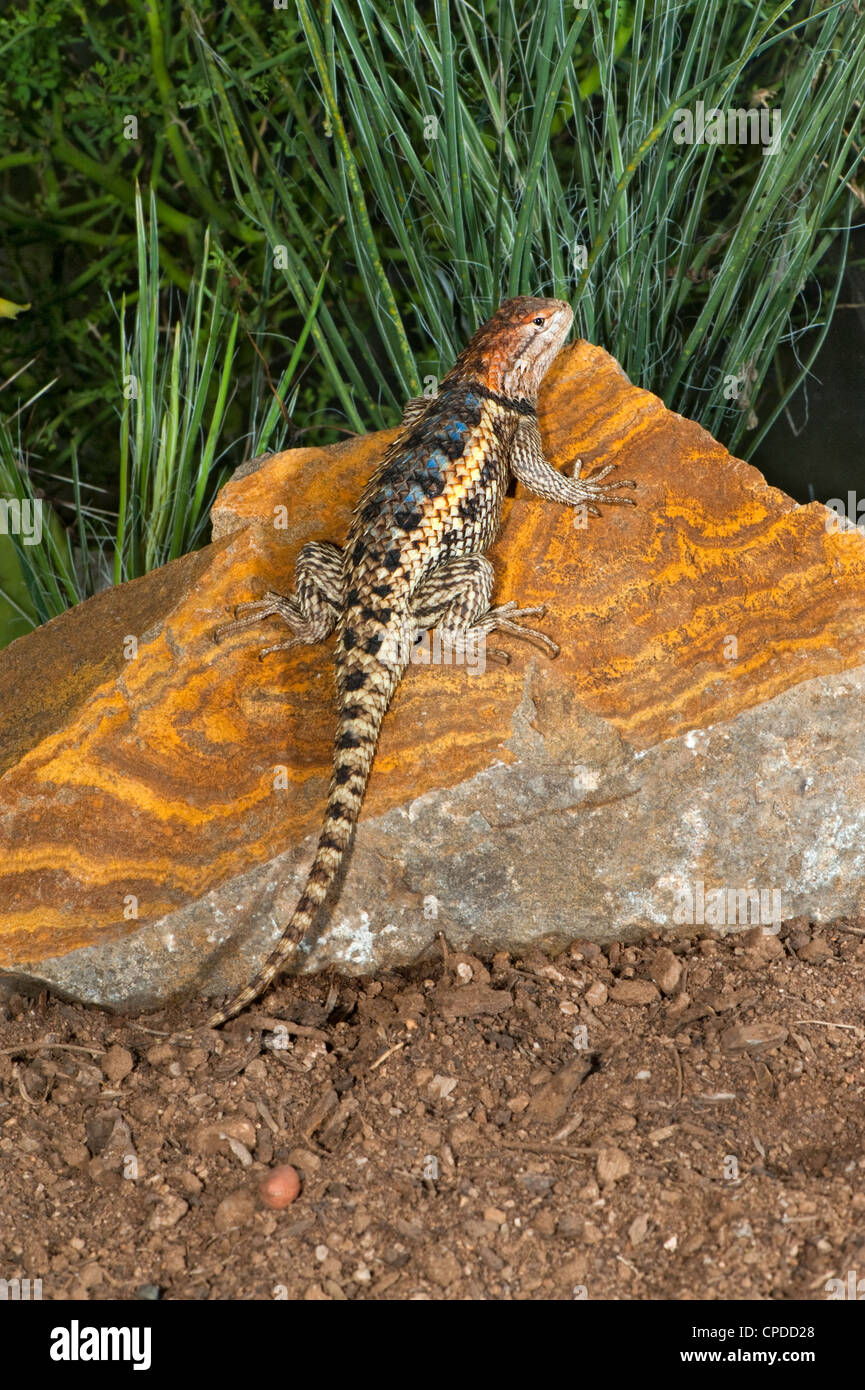 Desert Spiny Lizard Sceloperus magister Tucson, Pima County, Arizona ...